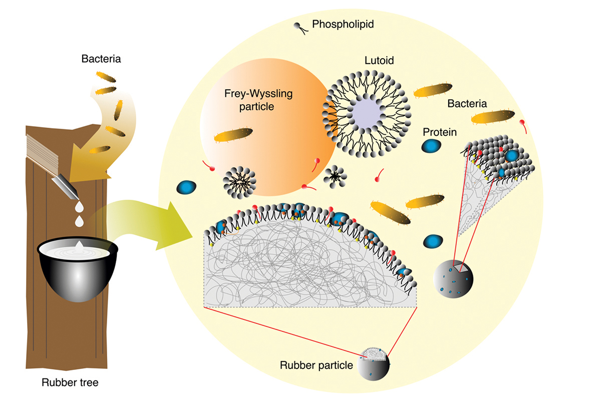 Green ammonia-free preservation and stabilization of natural rubber ...