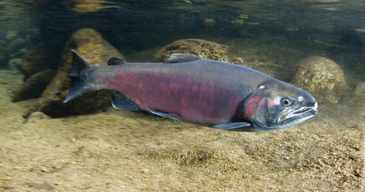 6ppd, the California DTSC and the road ahead for the USTMA | Rubber News