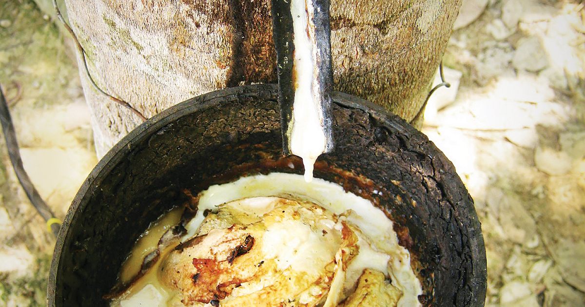 China launches TSR20 futures trading | Rubber News