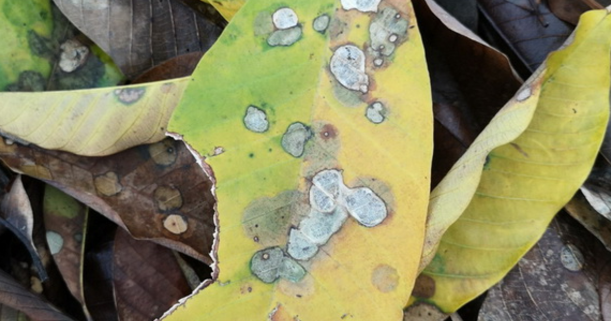 Thailand reports new natural rubber leaf fall disease | Rubber News