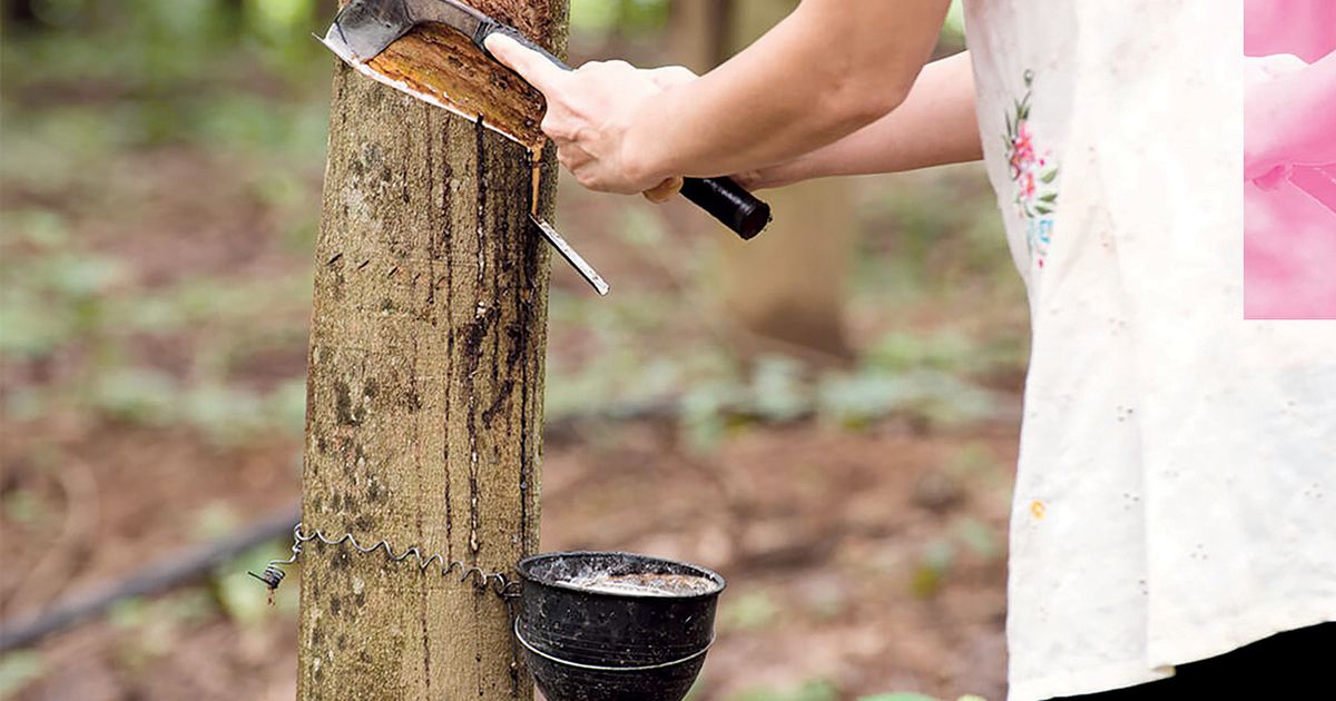 Natural rubber sustainability challenging, but essential | Rubber News