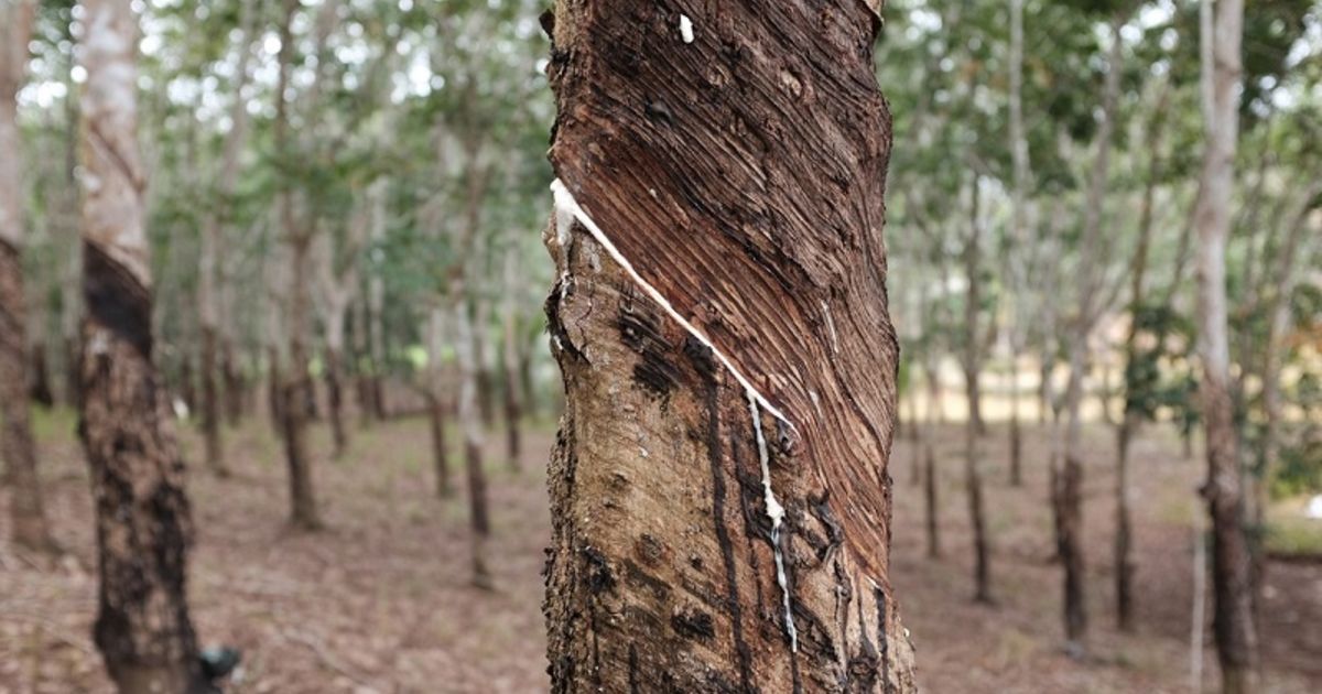 ANRPC: Factors leading to natural rubber shortfall go back decades ...