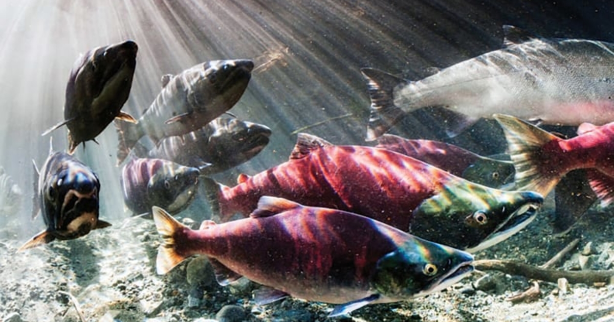 USTMA unveils preliminary analysis of potential 6ppd substitutes ...