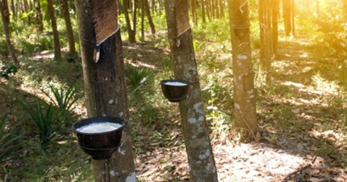 Hankook Tire joins natural rubber traceability project | Rubber News