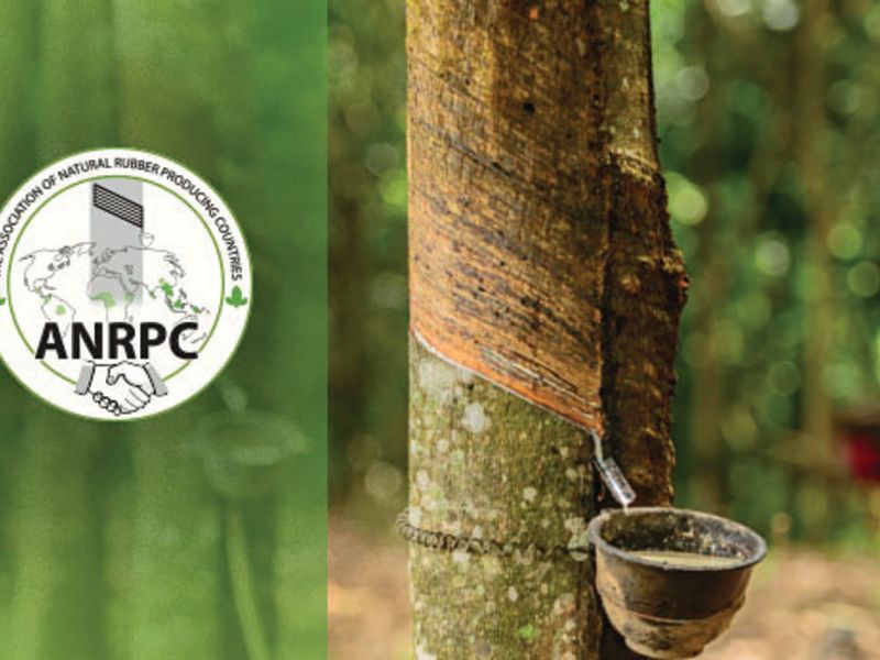 ANRPC: Natural rubber production to drop, recovery in sight for 2021 ...
