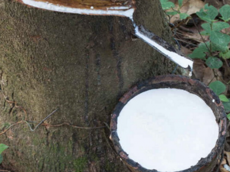 Southern Thailand natural rubber plantations ‘on alert' as disease ...